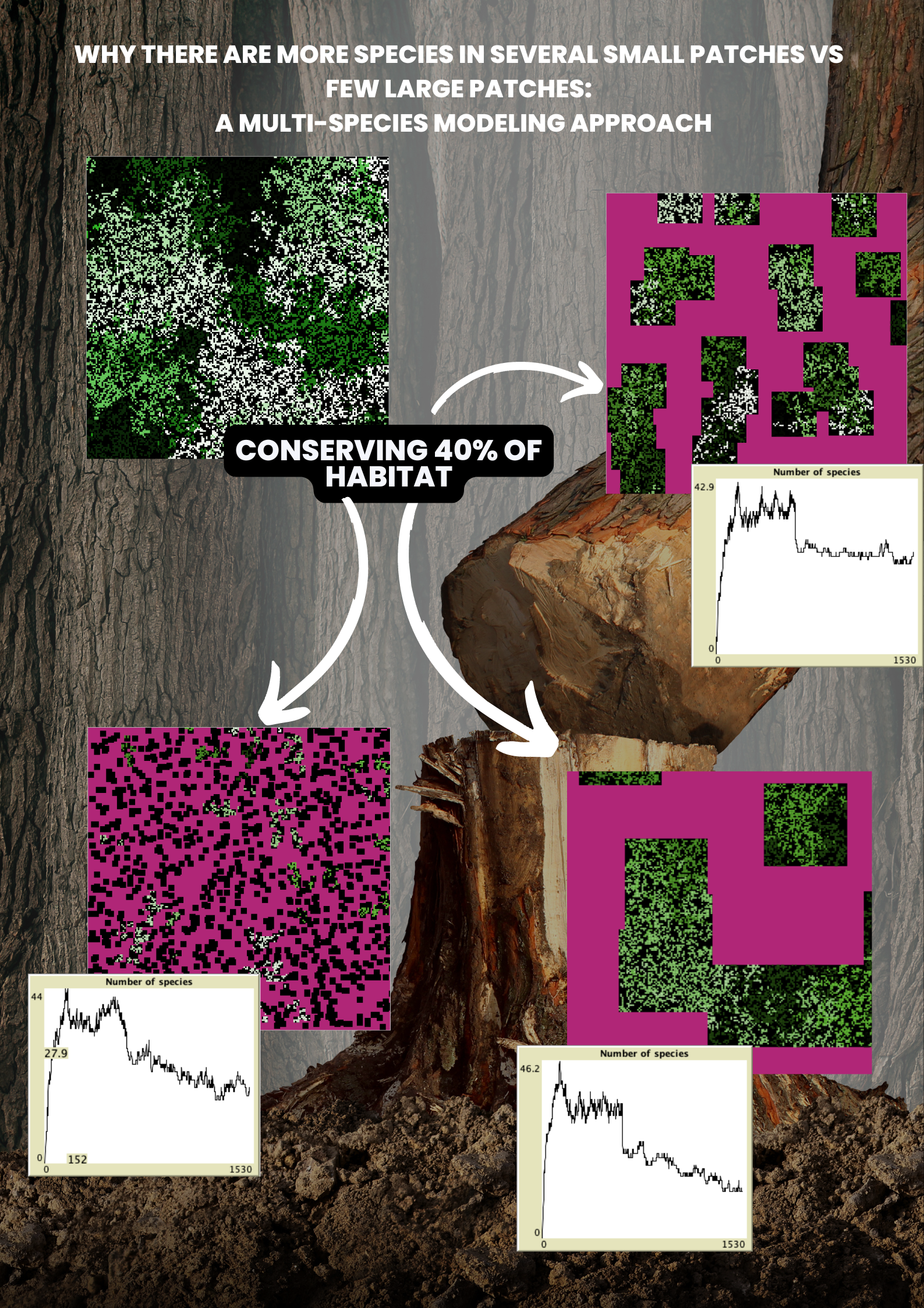 More Species in Small Patches vs. Large Patches: Insights from Modeling ...