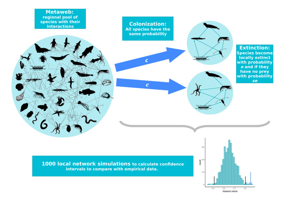 Ecological network assembly: how the regional metaweb influences local ...